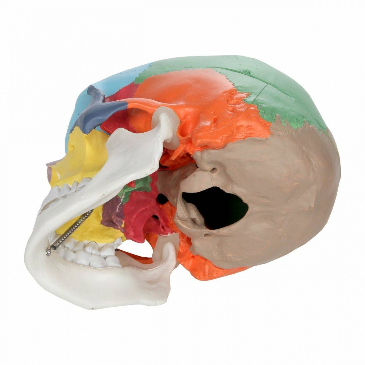 Skull Model With Colours For Easy Identification Of Various Human Skull ...